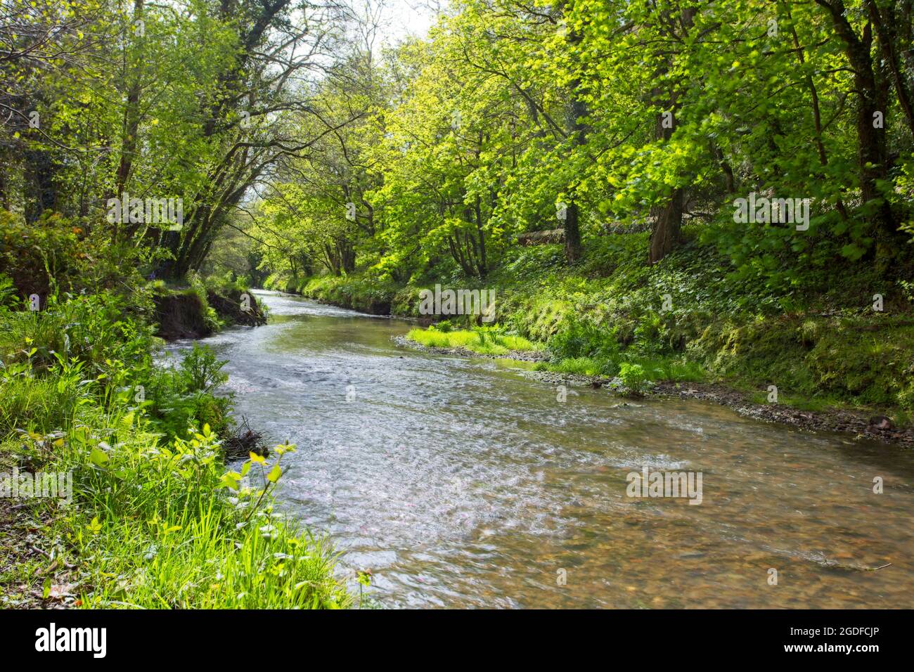 Spring Greens, trees beside the path and River St. Austell near ...