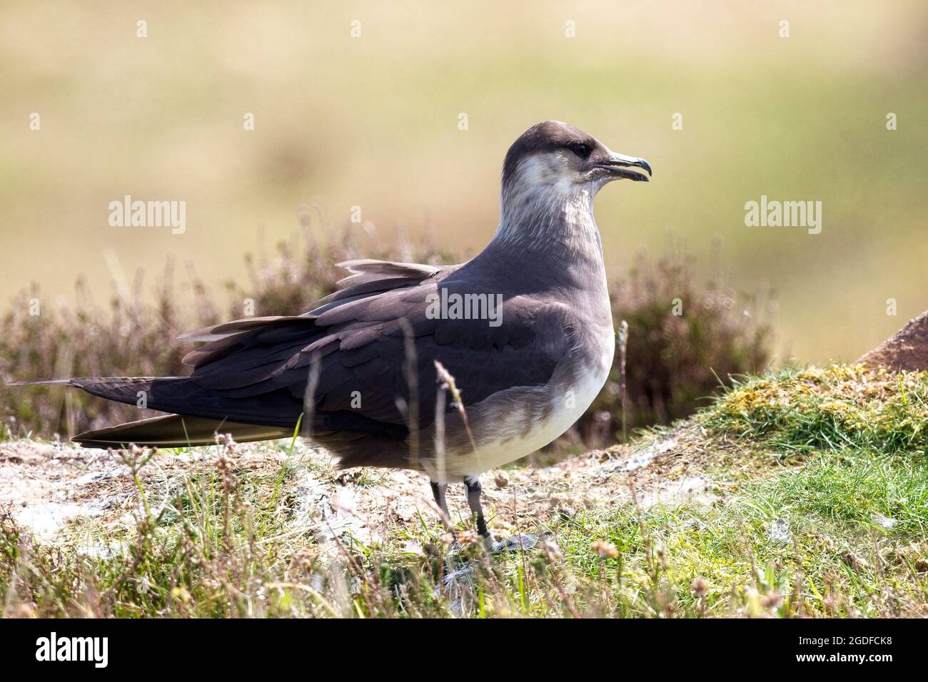 Arctic Skua or Parasitic Jaeger (Stercorarius parasiticus), adult pale ...