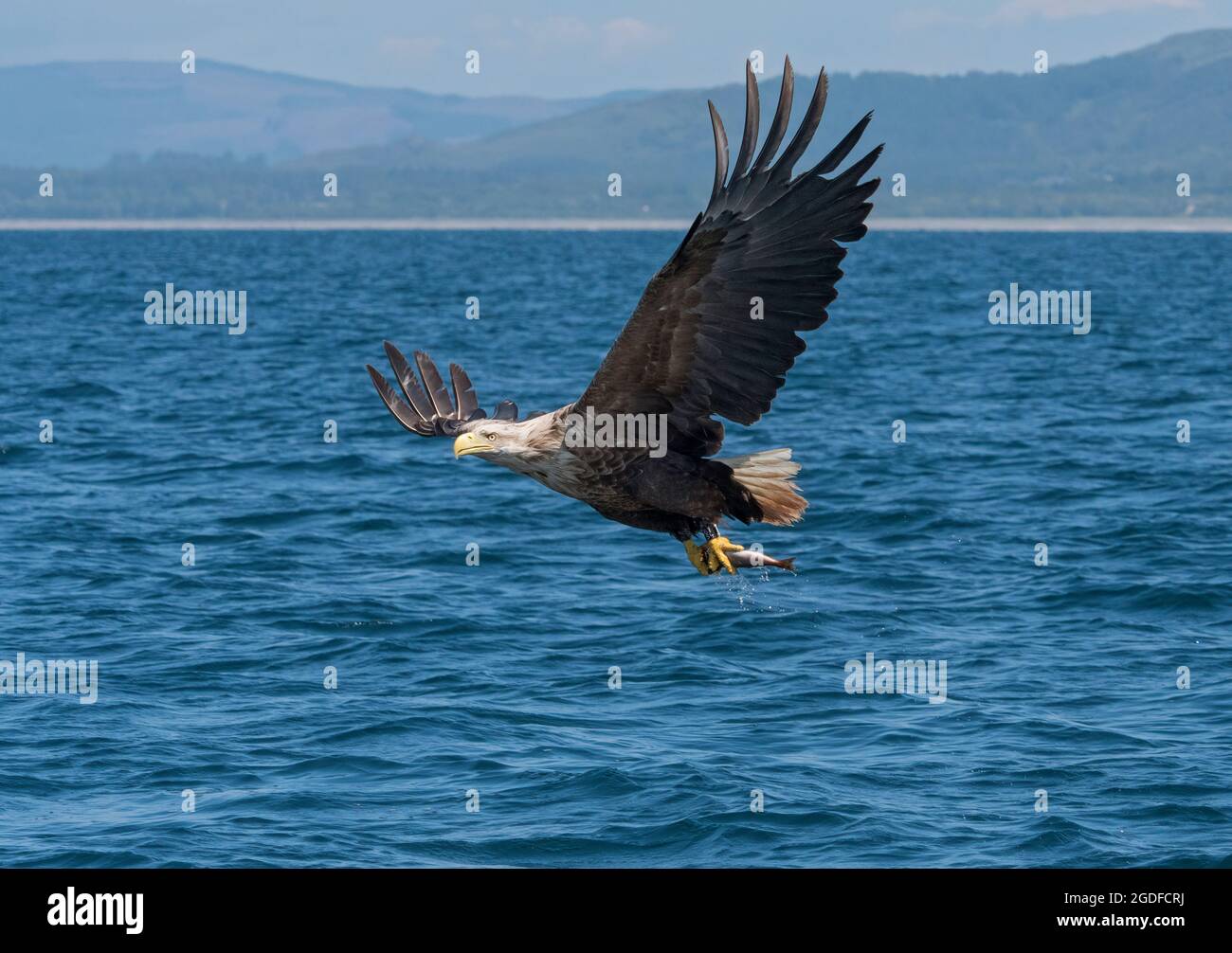 White-tailed Eagle, Haliaetus albicilla, catching fish, Isle of Mull ...