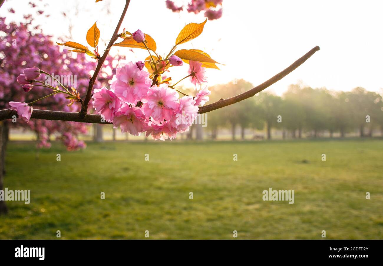 Close up cherry tree hi-res stock photography and images - Alamy