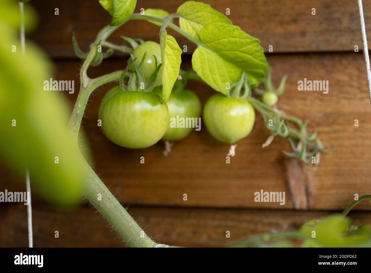 clean and fresh green tomatoes growing from a garden Stock Photo - Alamy