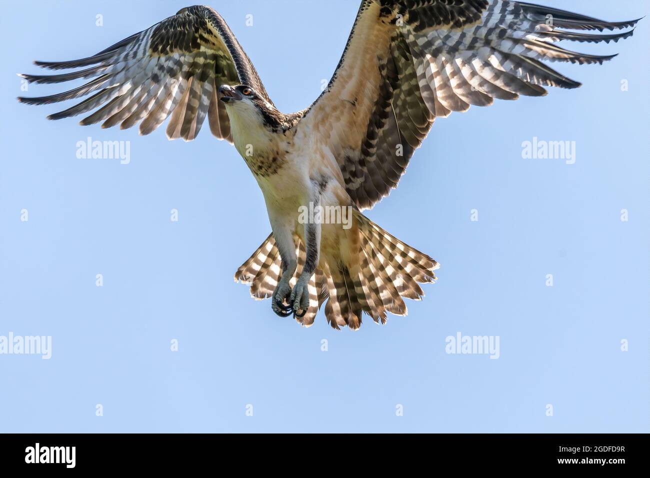 The western osprey in flight Stock Photo - Alamy