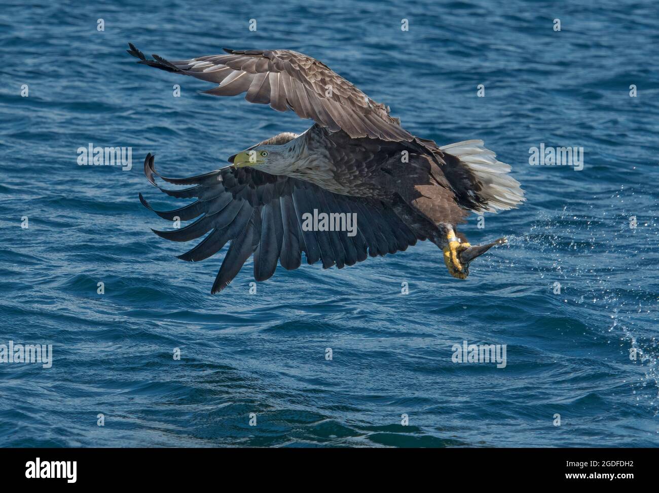 White tailed eagle sea eagle mull scotland bird fish fishing hi-res ...