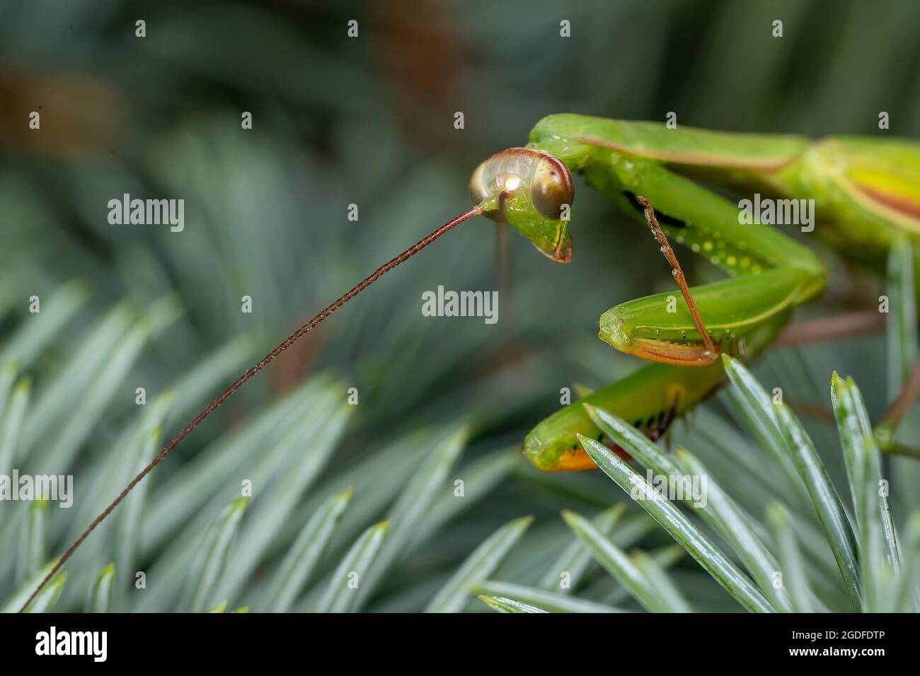Praying mantis cannibalism hi-res stock photography and images - Alamy