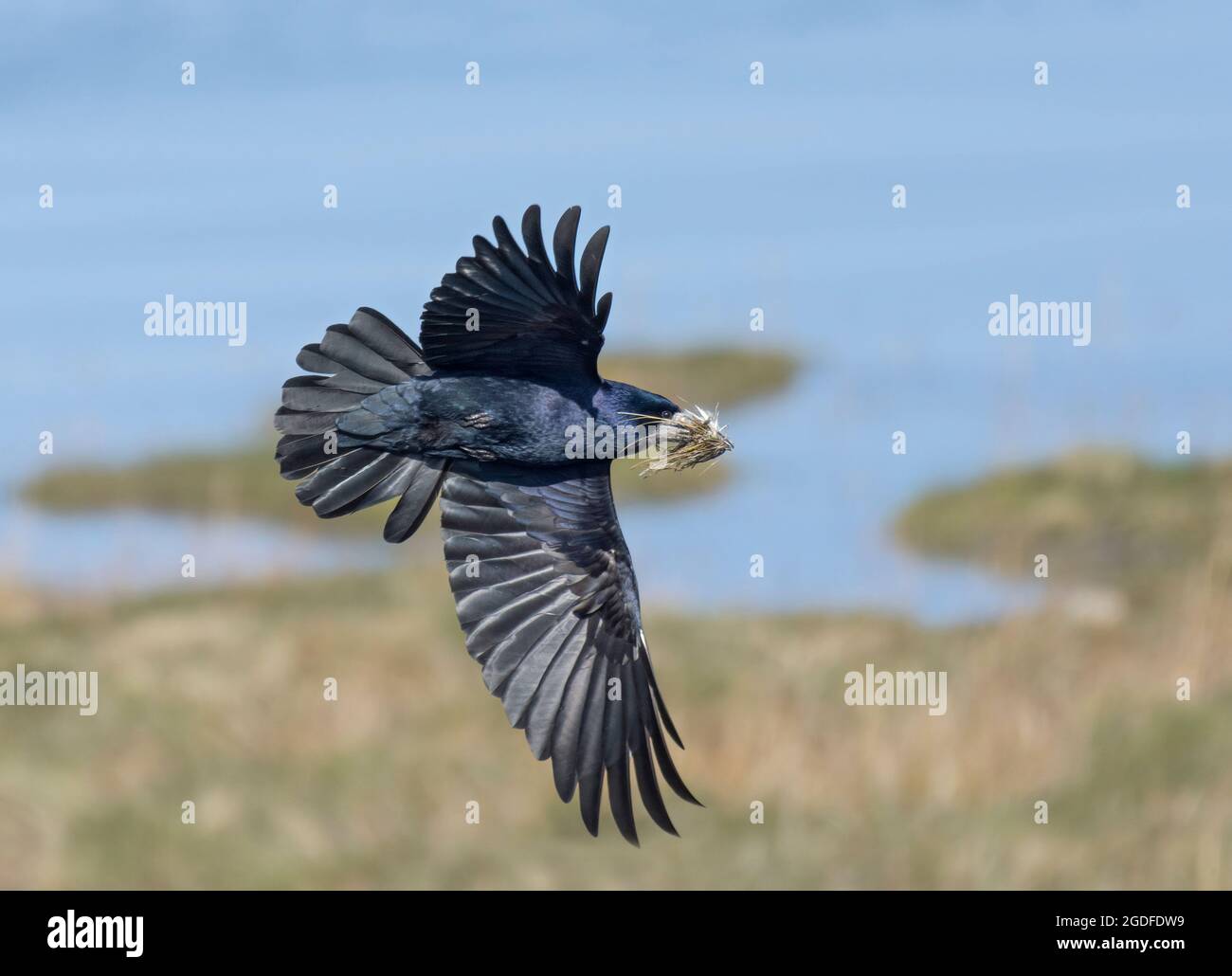 Rook, Corvus frugilegus, in flight with grass in beak as nesting ...