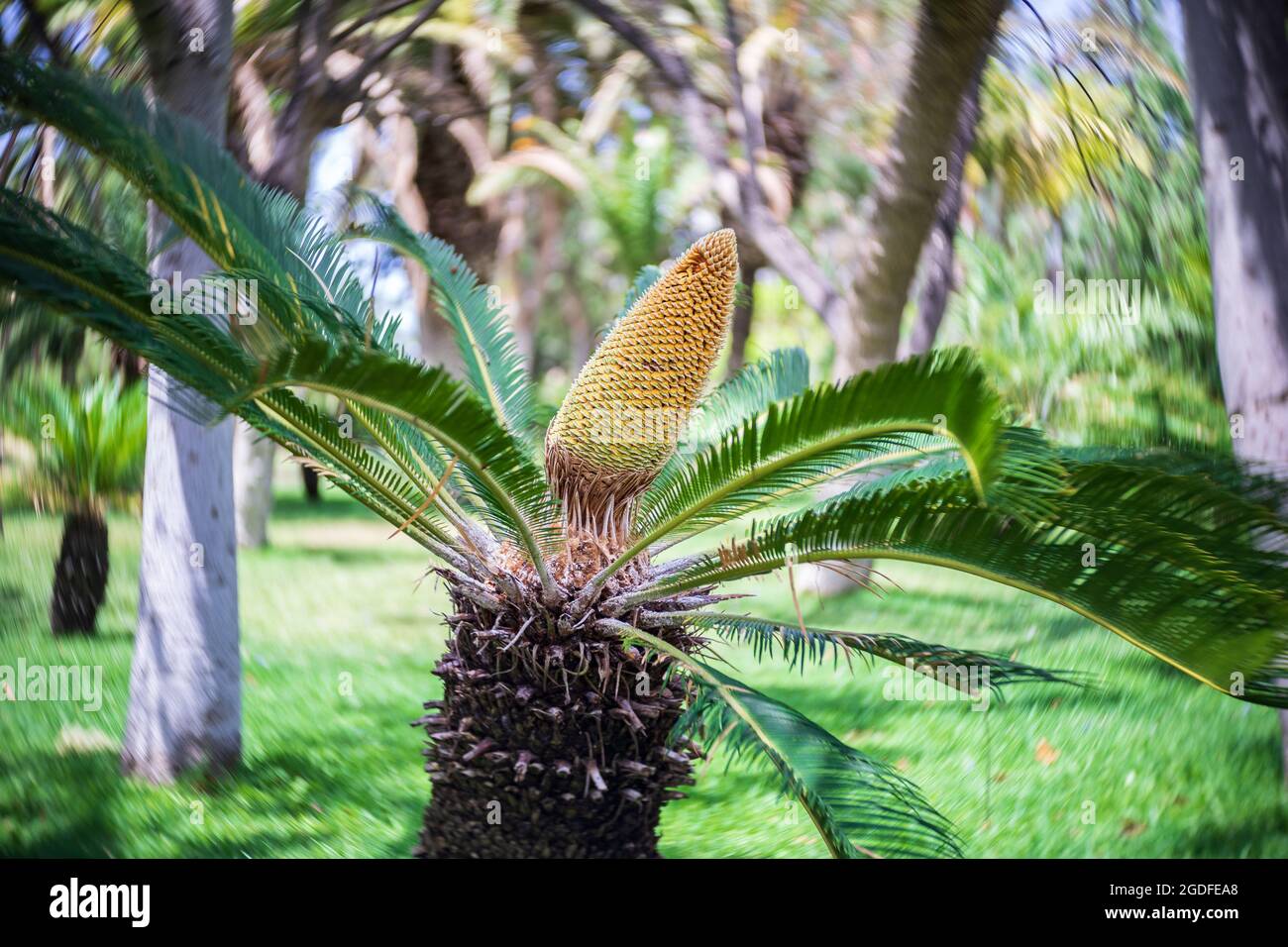 A large cycas under development. Center focus, swirling bokeh Stock ...