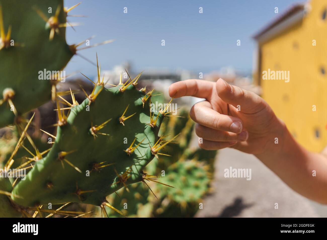 Cactus finger hand pain hi-res stock photography and images - Alamy