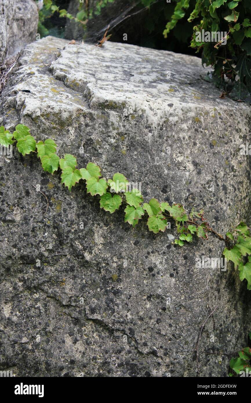 Lush green wild ivy plants growing in the summer sun Stock Photo - Alamy