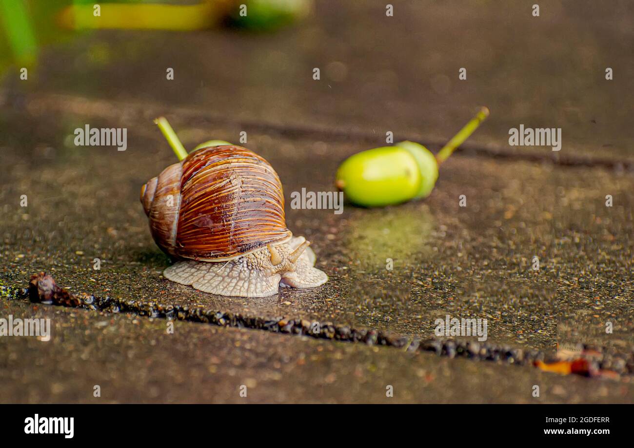 Large snails crossing a concrete obstacle on the way from the river to ...