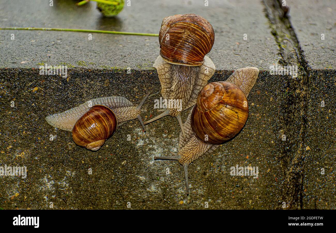 Large snails crossing a concrete obstacle on the way from the river to ...