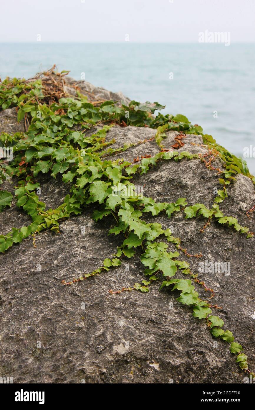 Lush green wild ivy plants growing in the summer sun Stock Photo - Alamy