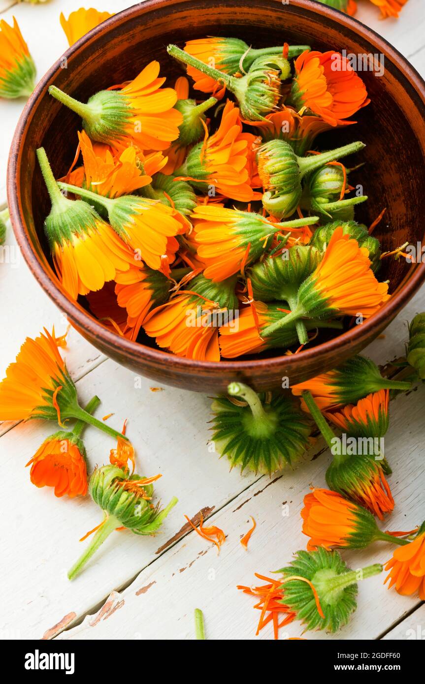 Fresh calendula flowers in herbal medicine.Marigold,healing herbs ...