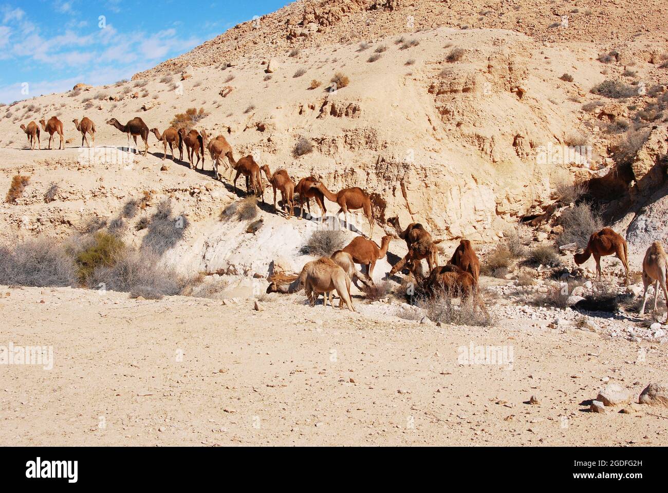 Camels in the Negev desert in Israel, Machtesh Ramon, Mitzpe Ramon ...