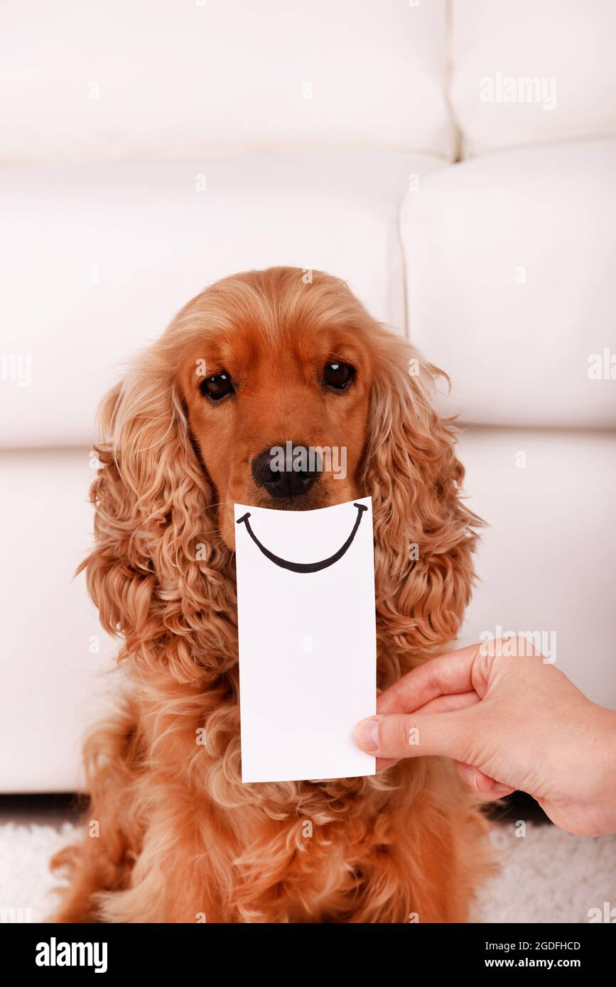 English cocker spaniel and painted by smile Stock Photo - Alamy