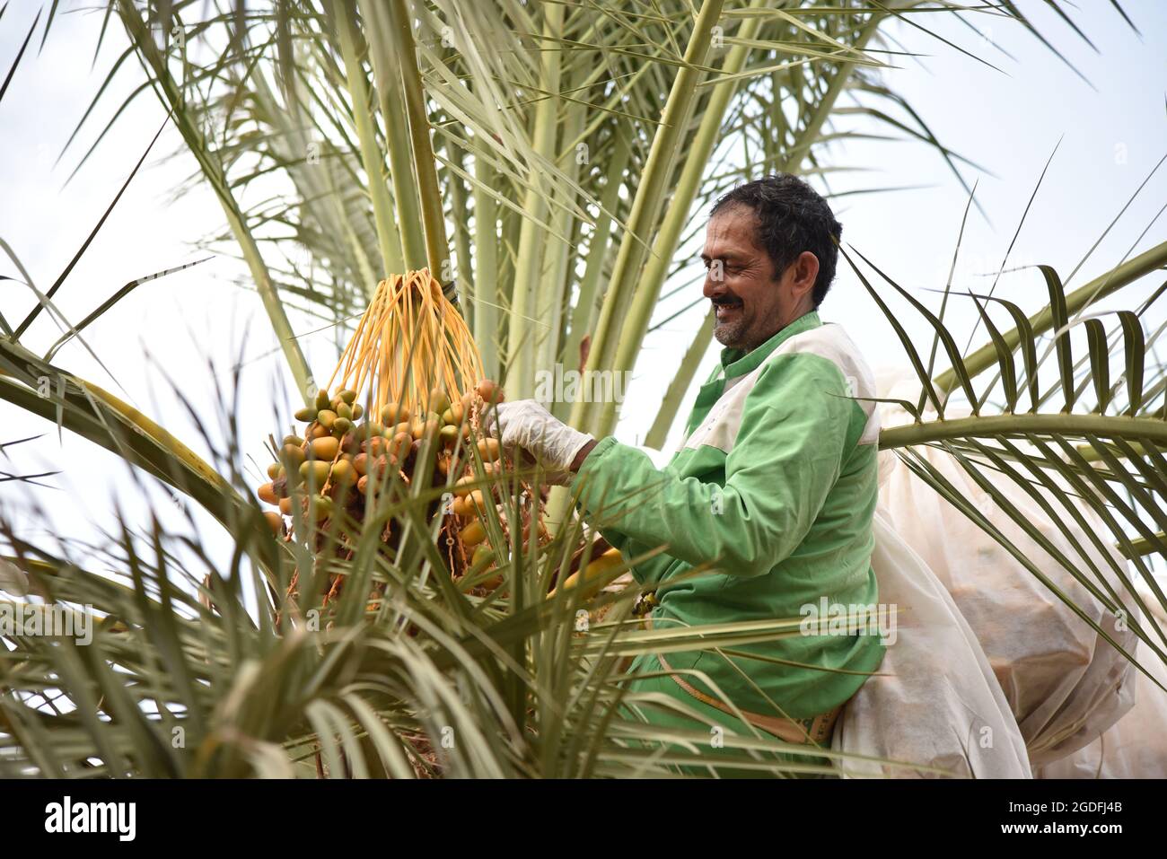 Saudi farm worker hi-res stock photography and images - Alamy