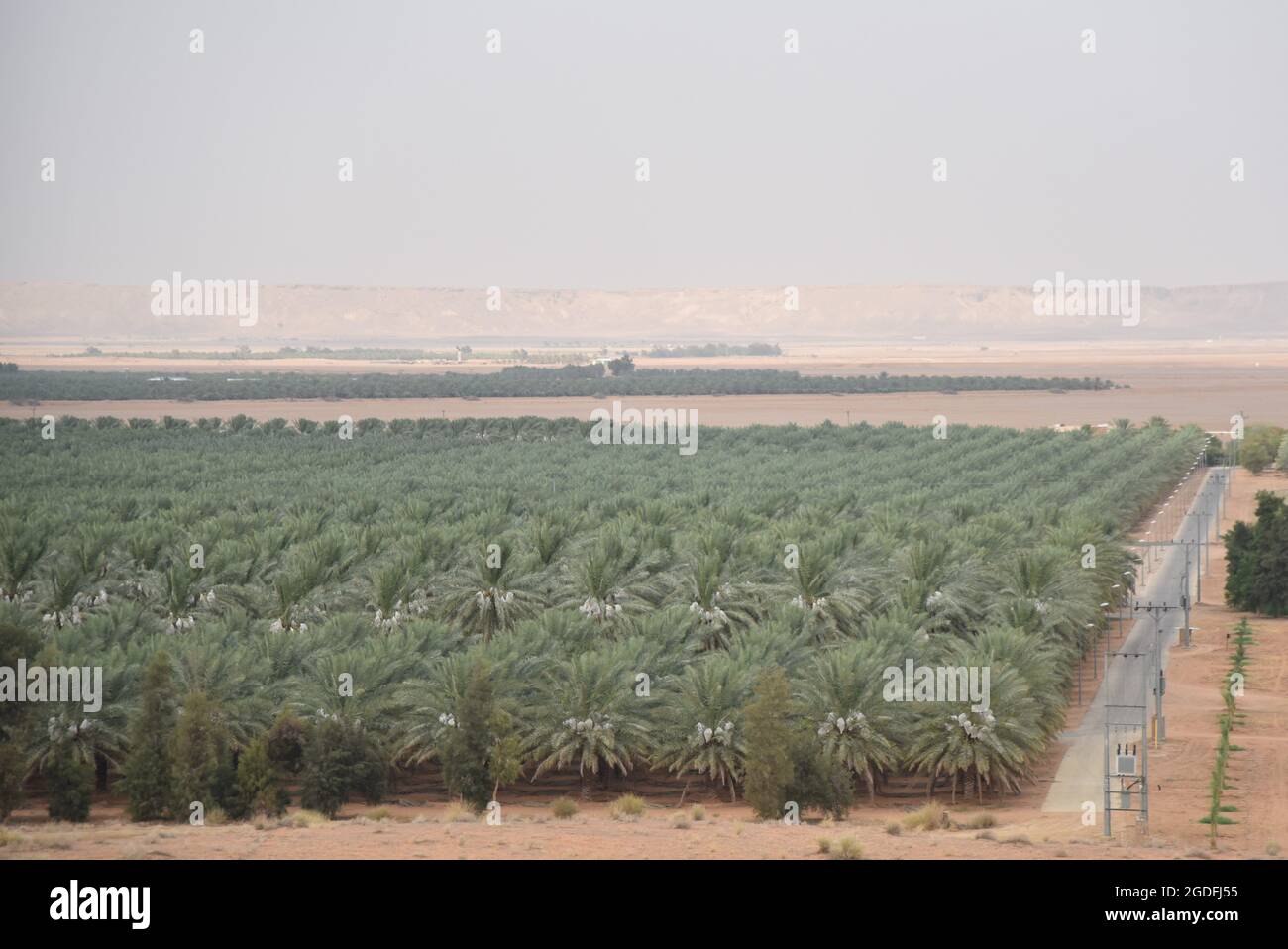 Riyadh. 12th Aug, 2021. Photo taken on Aug. 12, 2021 shows date palm ...
