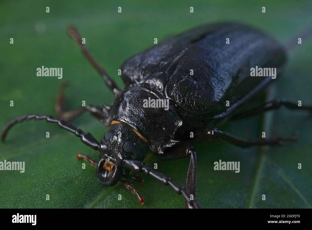 Close up of female Prionus coriarius a species of longhorn beetle also ...