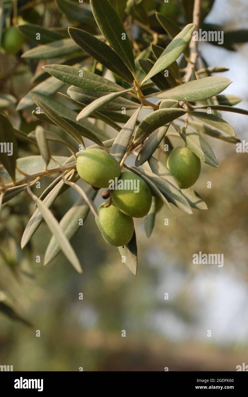 Olives on a olive tree, twig with fresh fruits, Israel Stock Photo - Alamy