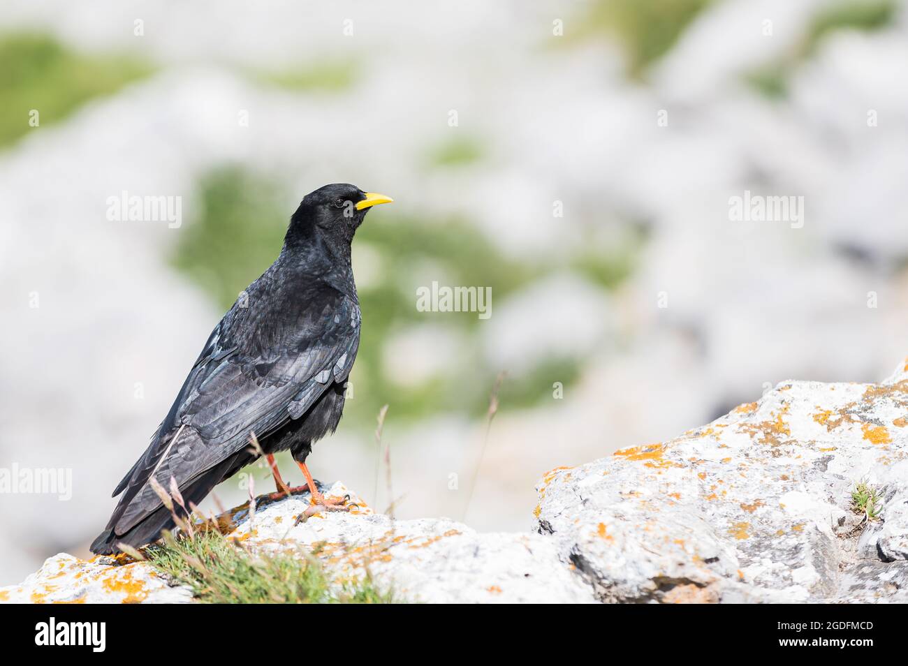 An Alpine chough ,Pyrrhocorax graculus or chova piquigualda, a black ...