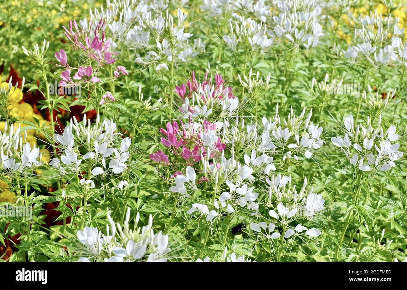Beautiful Flower, Fresh Pink and White Cleome Spinosa or Spiny Spider ...