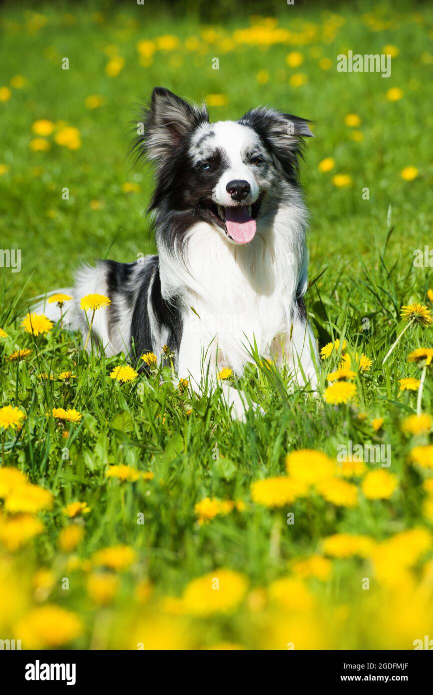 Border collie dog in a spring garden Stock Photo - Alamy