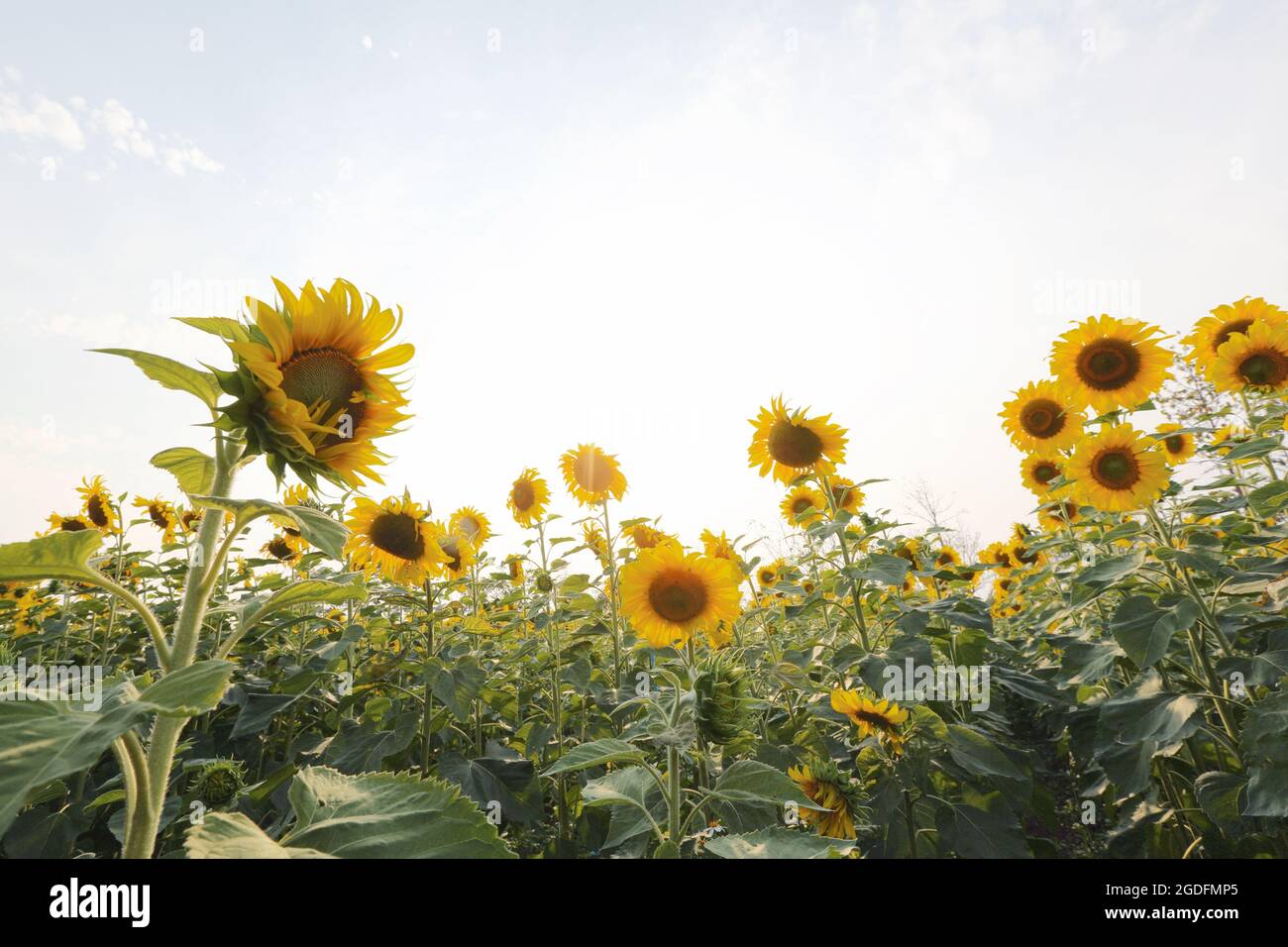 yellow sunflowers field Stock Photo - Alamy