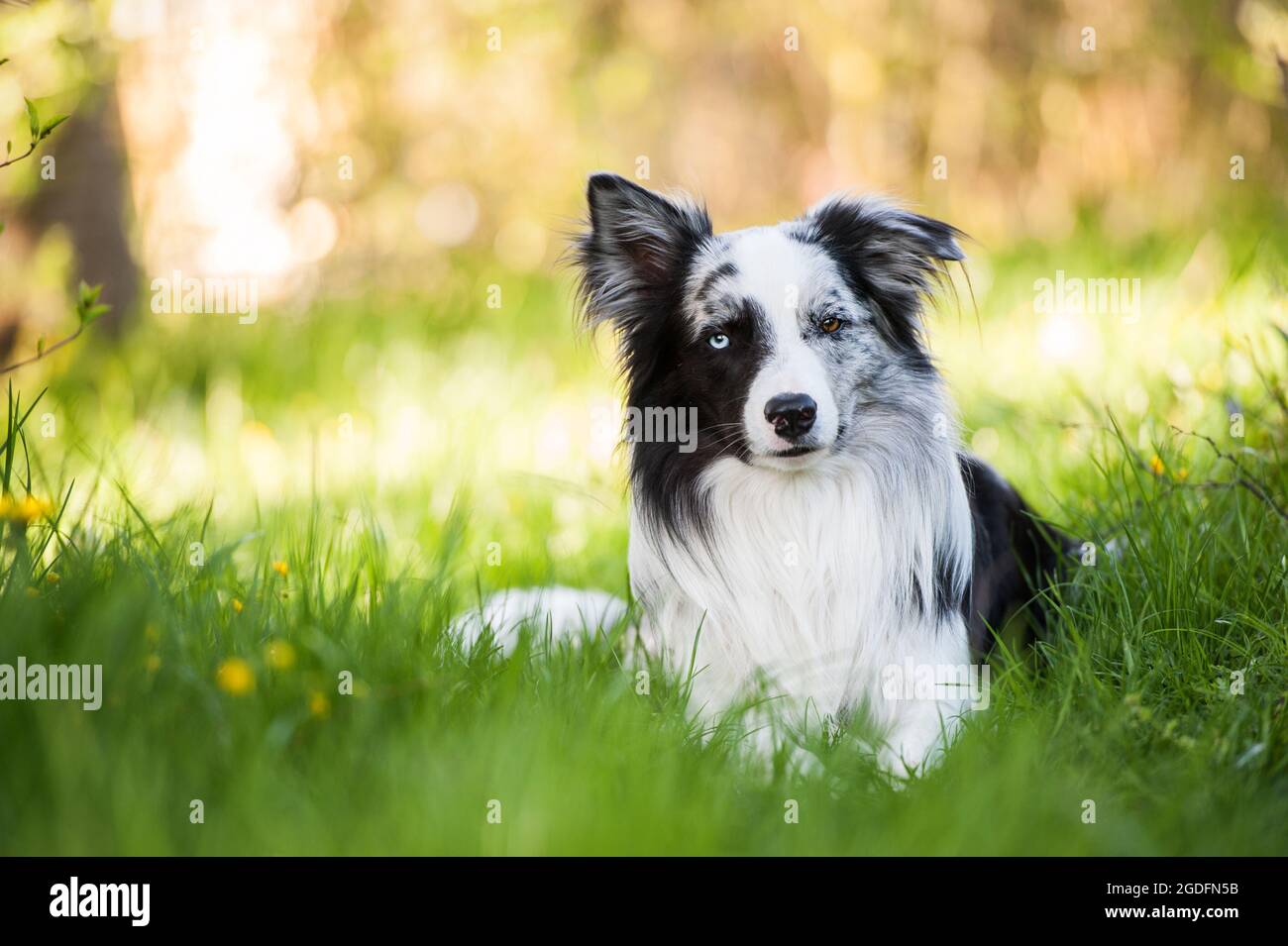 Border collie dog in a spring garden Stock Photo - Alamy