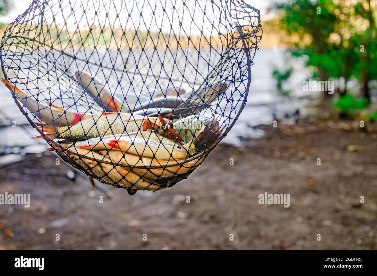 Freshly caught river rudd fishes on wooden background. Just caught rudd ...
