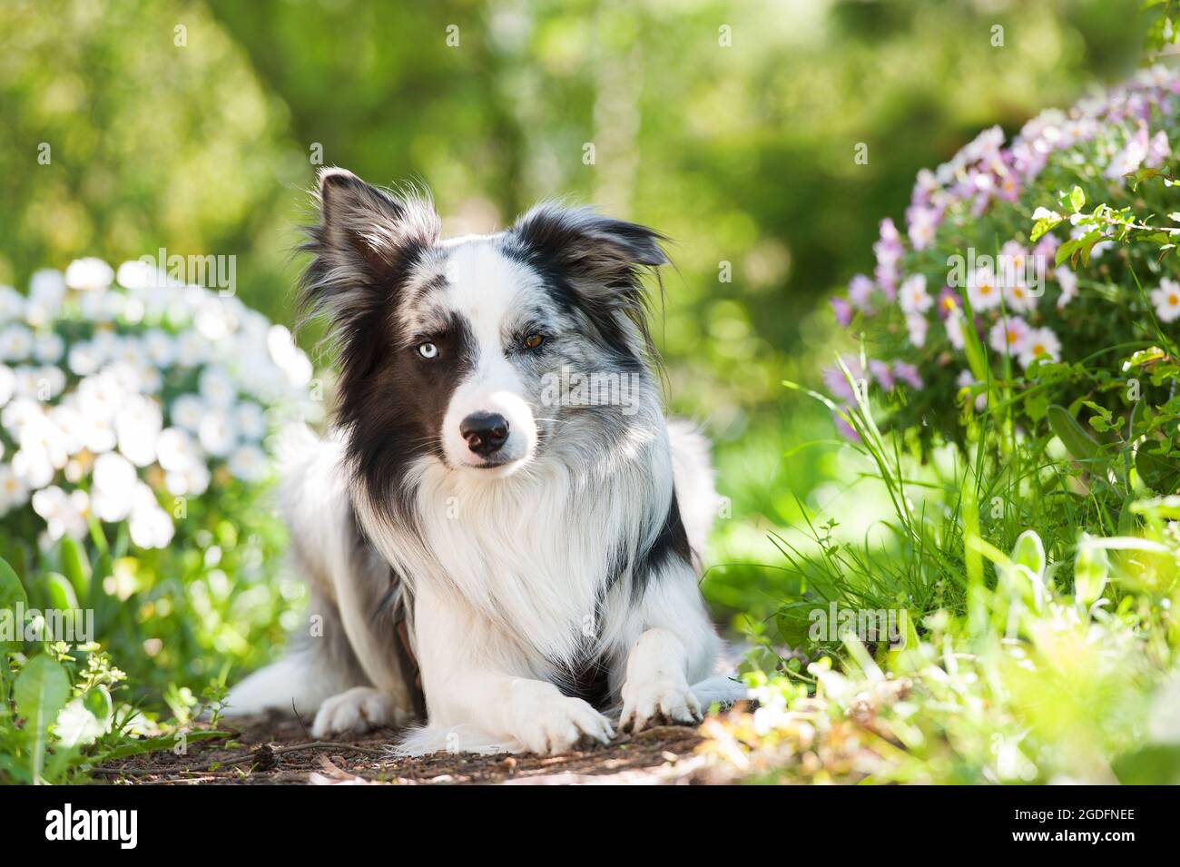 Border collie spring flowers hi-res stock photography and images - Alamy
