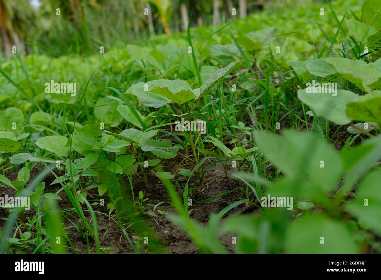 Green grass and small plants spotted at agricultural lands Stock Photo ...