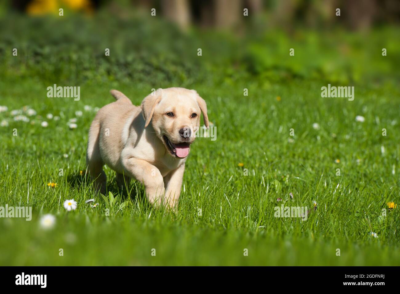 Labrador retriever puppy in a spring meadow Stock Photo - Alamy