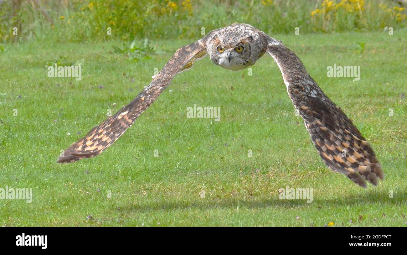 African Spotted Eagle Owl (Bubo africanus Stock Photo - Alamy