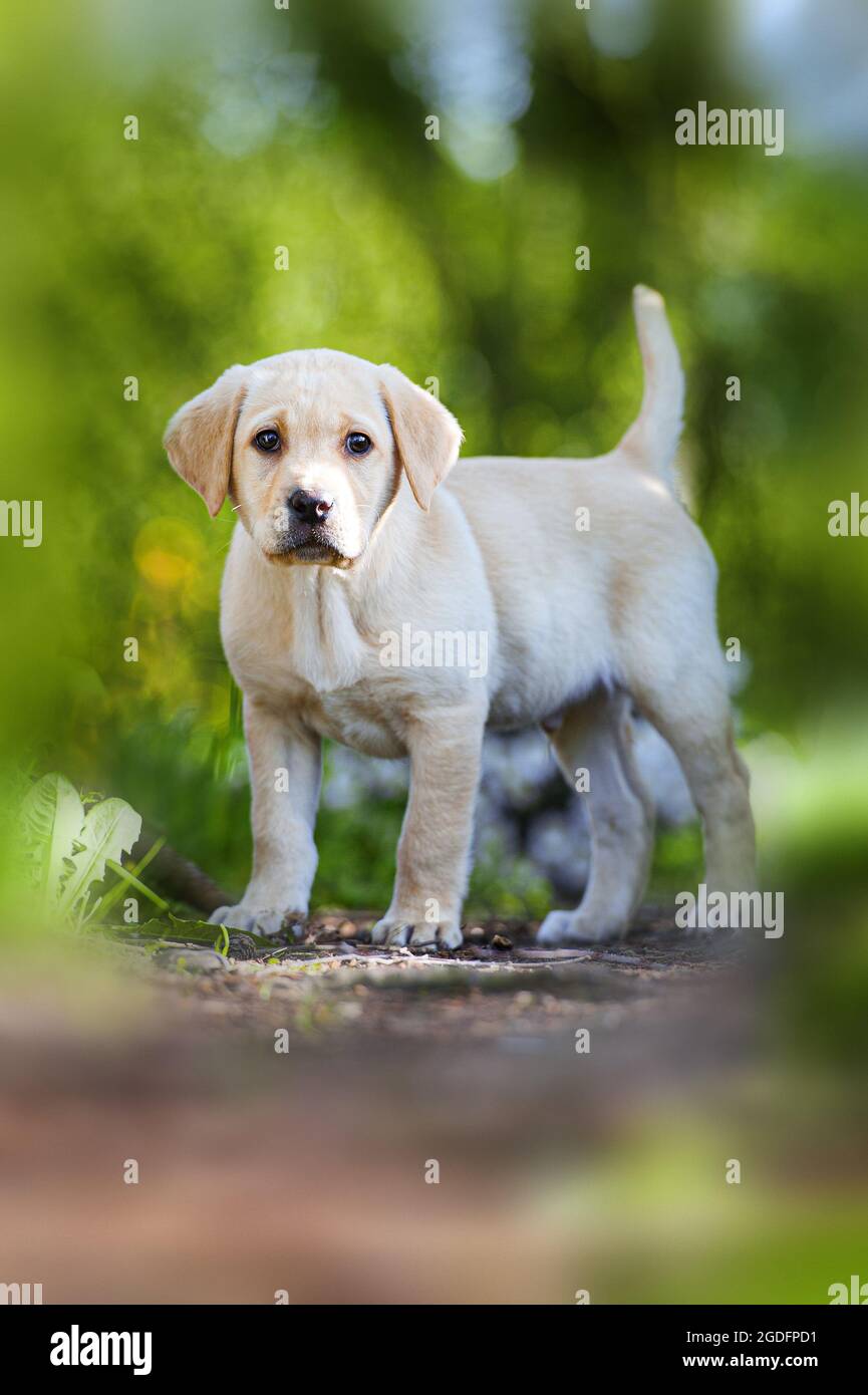 Labrador retriever puppy in a spring meadow Stock Photo - Alamy