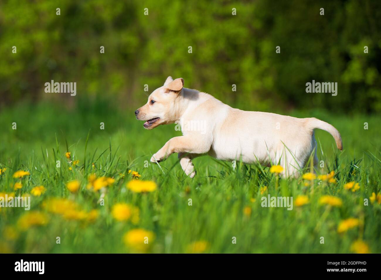 Labrador retriever puppy in a spring meadow Stock Photo - Alamy