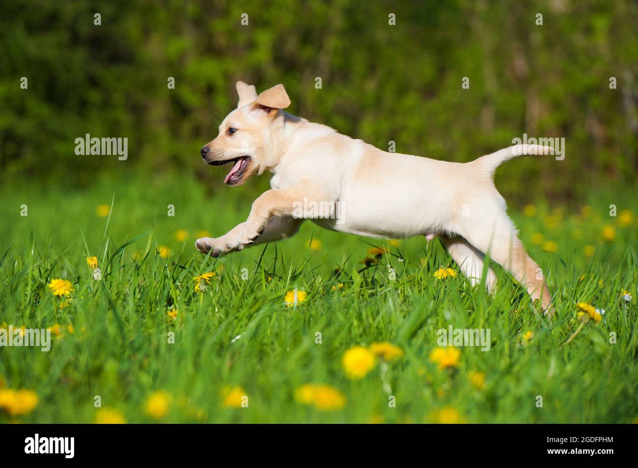 Labrador retriever puppy in a spring meadow Stock Photo - Alamy