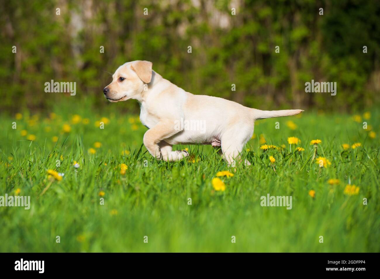 Labrador retriever puppy in a spring meadow Stock Photo - Alamy