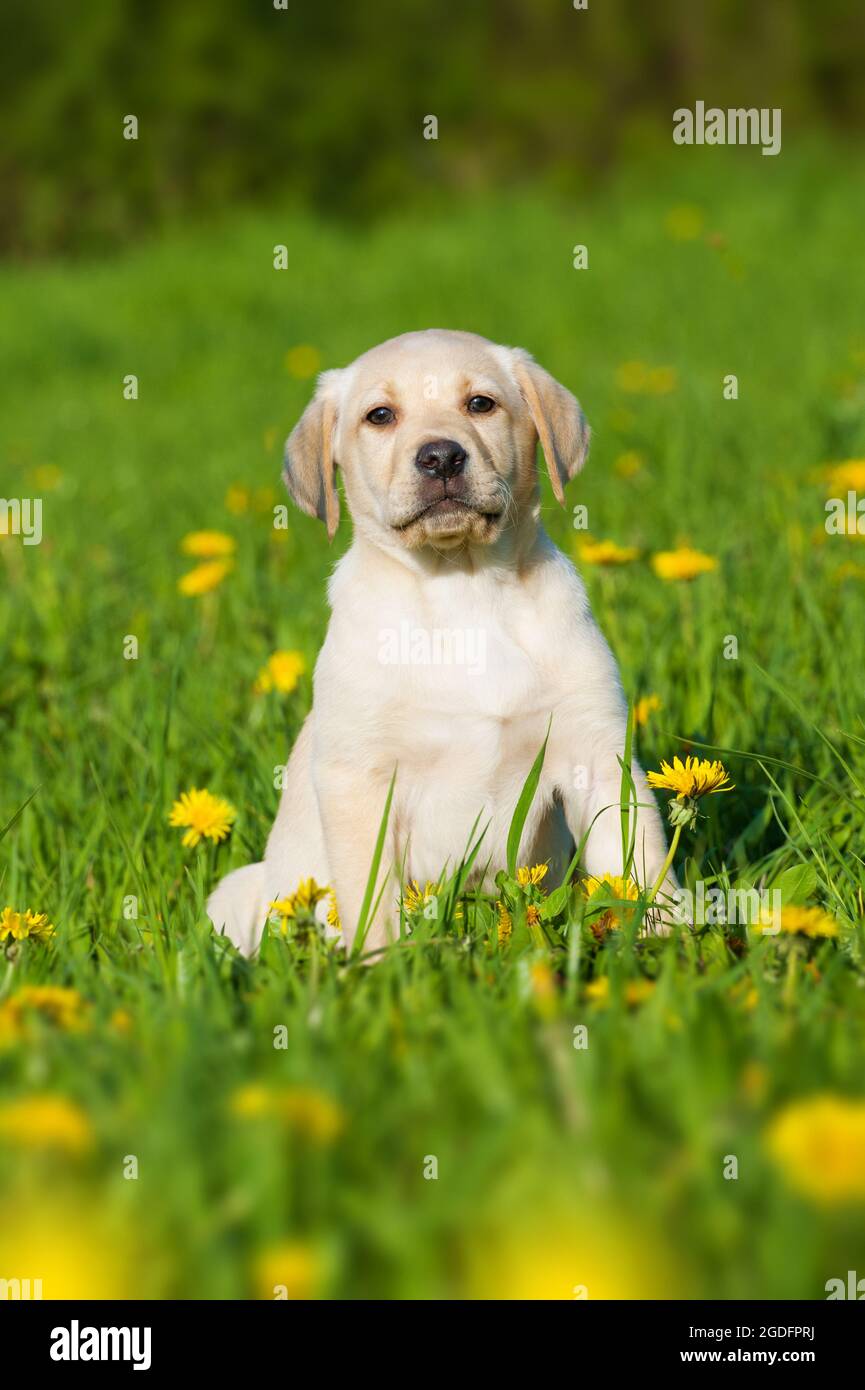 Labrador retriever puppy in a spring meadow Stock Photo - Alamy