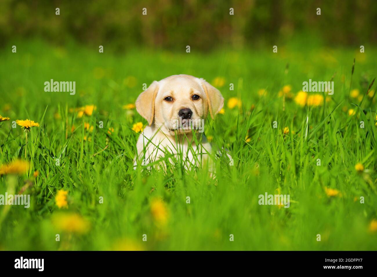 Labrador retriever puppy in a spring meadow Stock Photo - Alamy