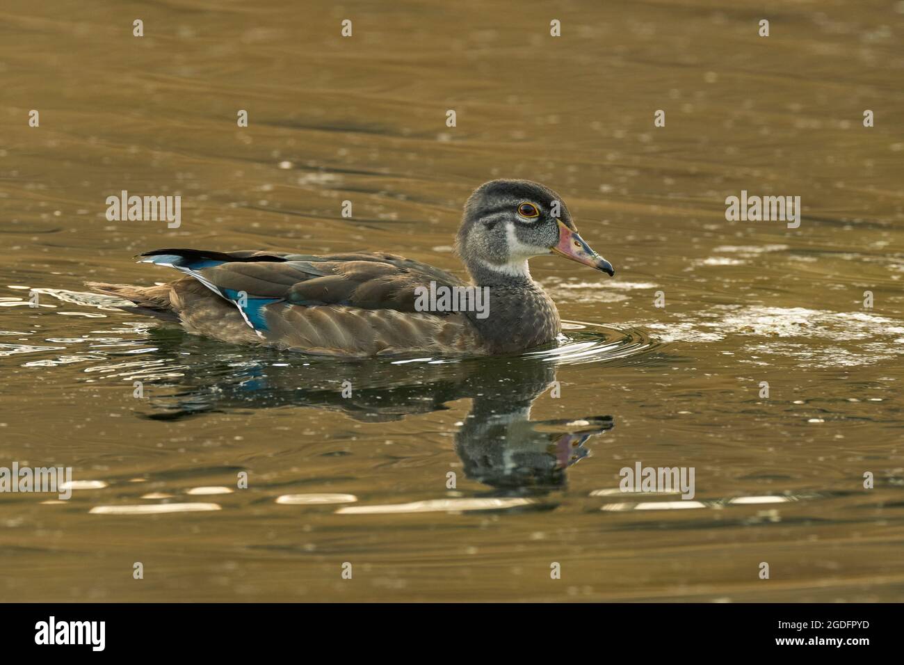 Wood Duck (Aix sponsa) eclipse plumage, Sacramento County California ...