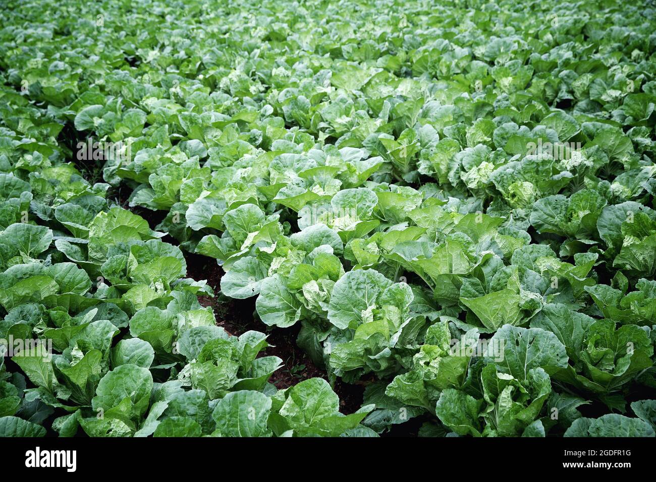 cabbage field texture background Stock Photo - Alamy