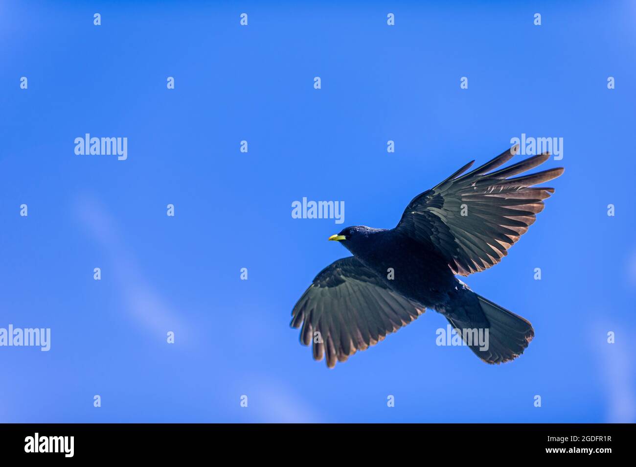 An Alpine chough ,Pyrrhocorax graculus or chova piquigualda, a black ...