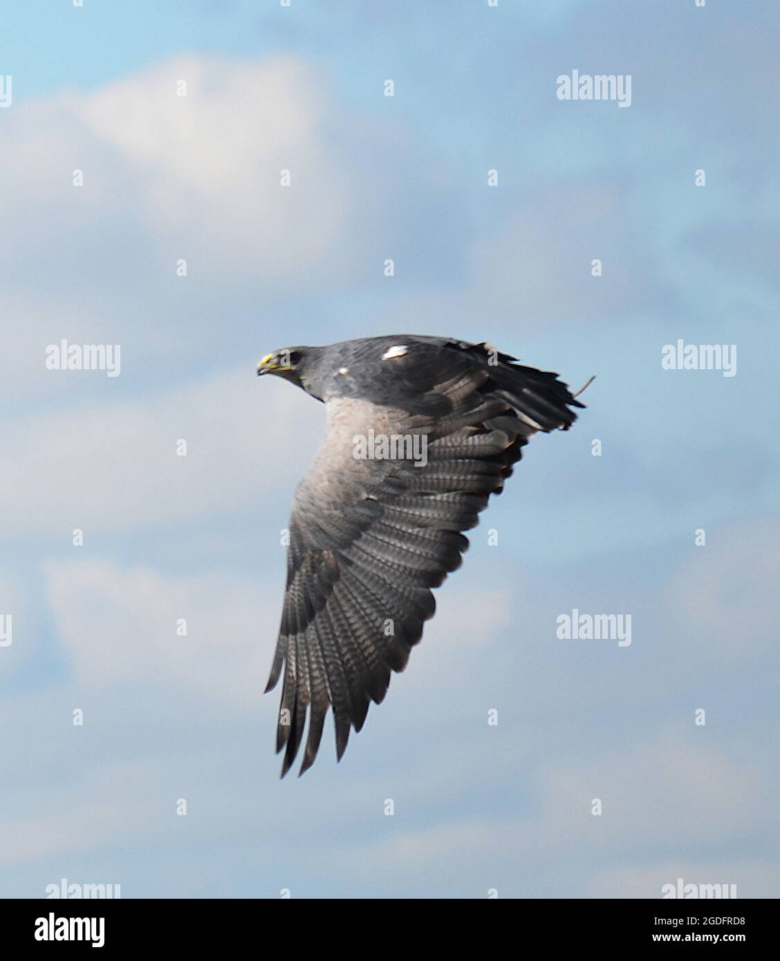 Chilean blue eagle hi-res stock photography and images - Alamy