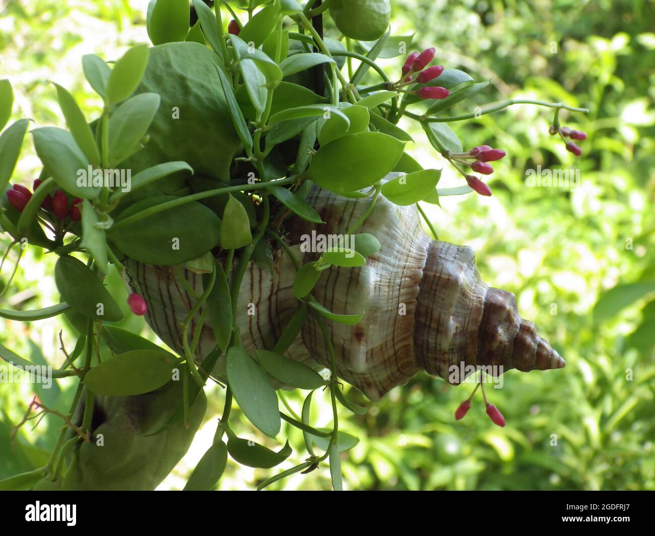 Closeup shot of a snail shell covered in a flowering plant Stock Photo ...