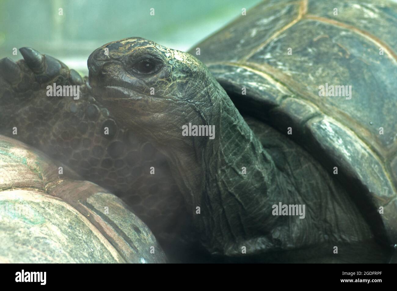 Closeup shot of an Aldabra giant tortoise in Hamburg's Hagenbeck Zoo ...