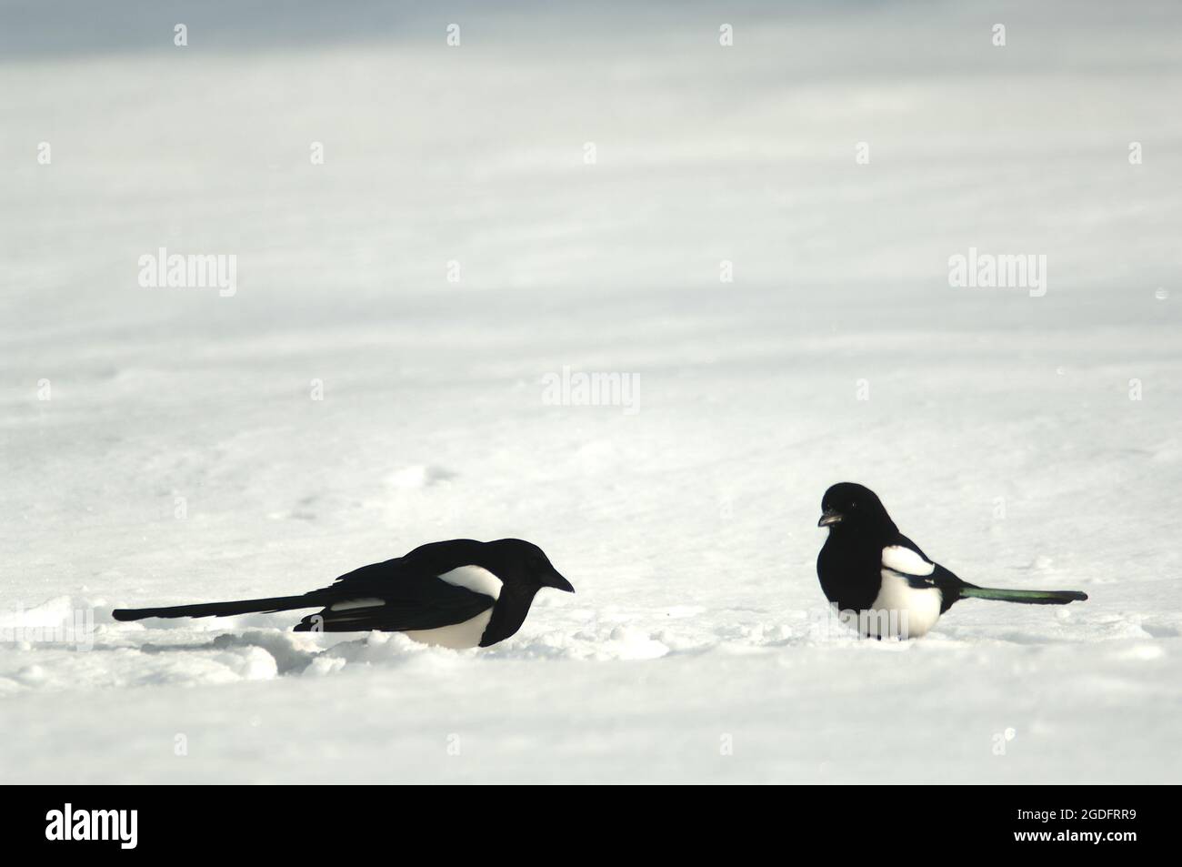 Magpies tail hi-res stock photography and images - Alamy