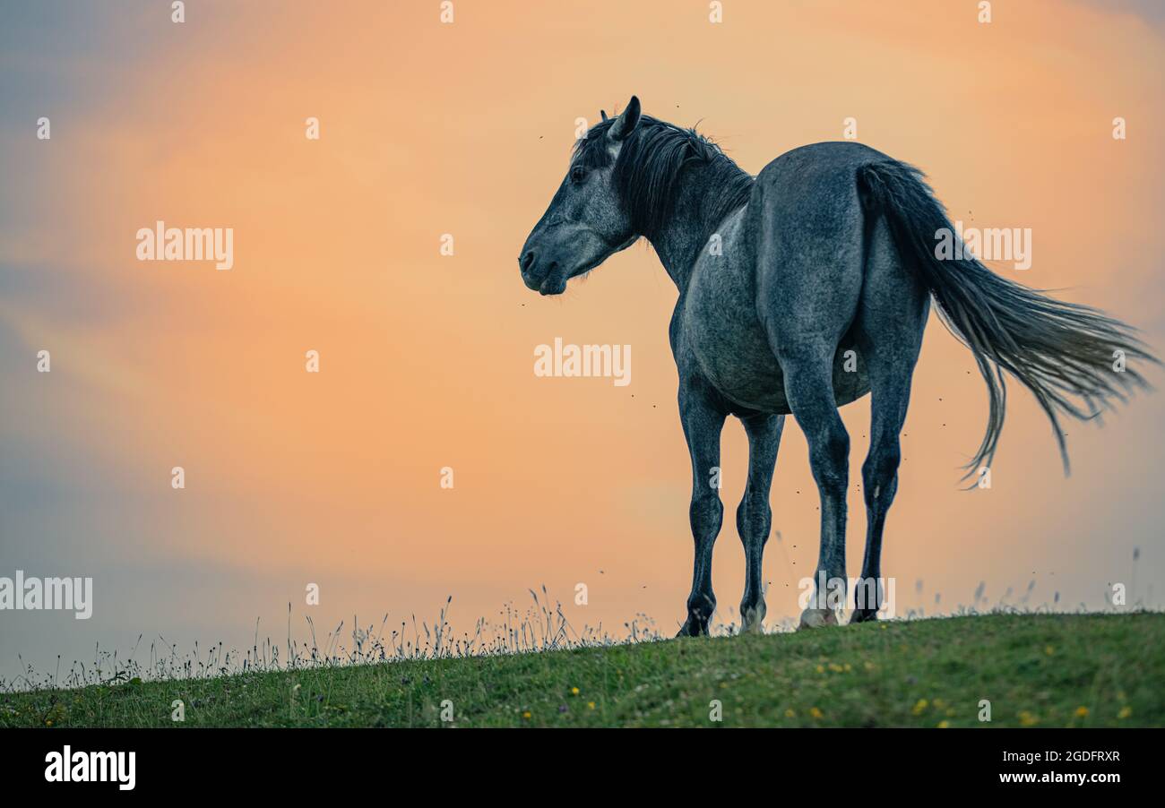 Big beautiful horse viewed from the back in the field at the sunset ...