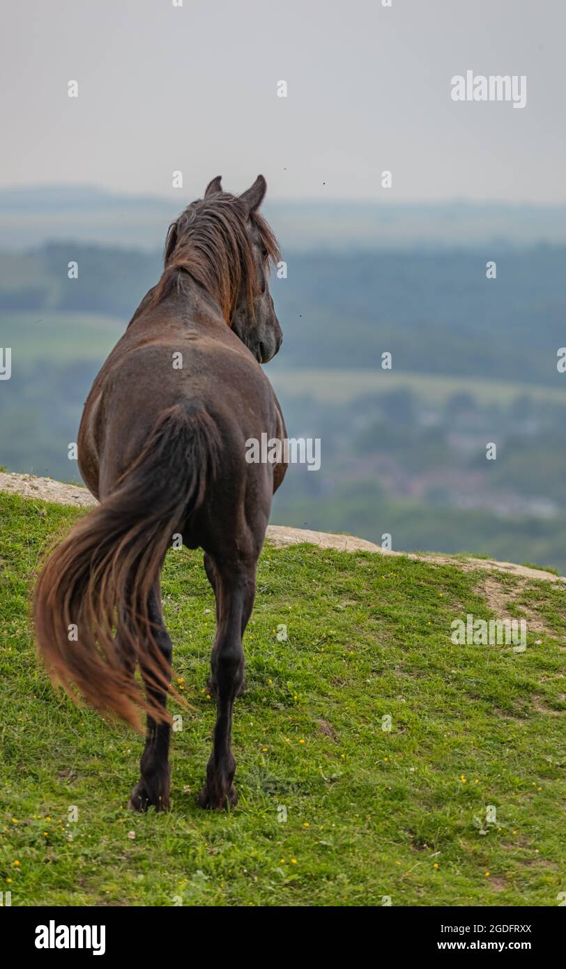 Big beautiful horse viewed from the back in the field on a cloudy day ...