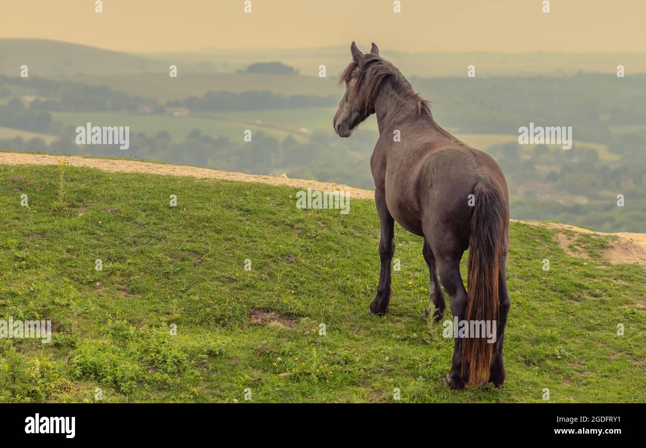 Big beautiful horse viewed from the back in the field at the sunset ...