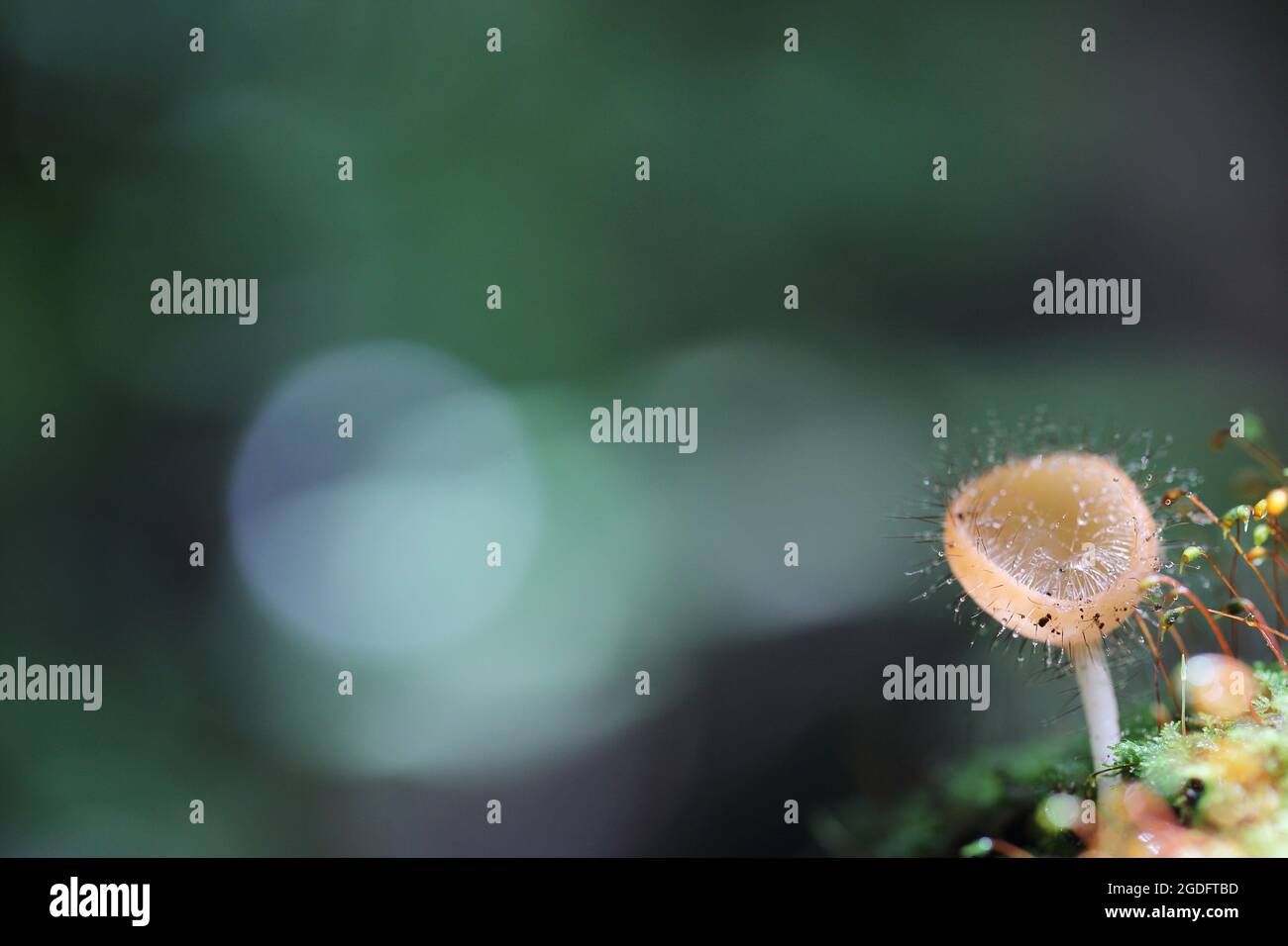 Cookeina sulcipes hi-res stock photography and images - Alamy