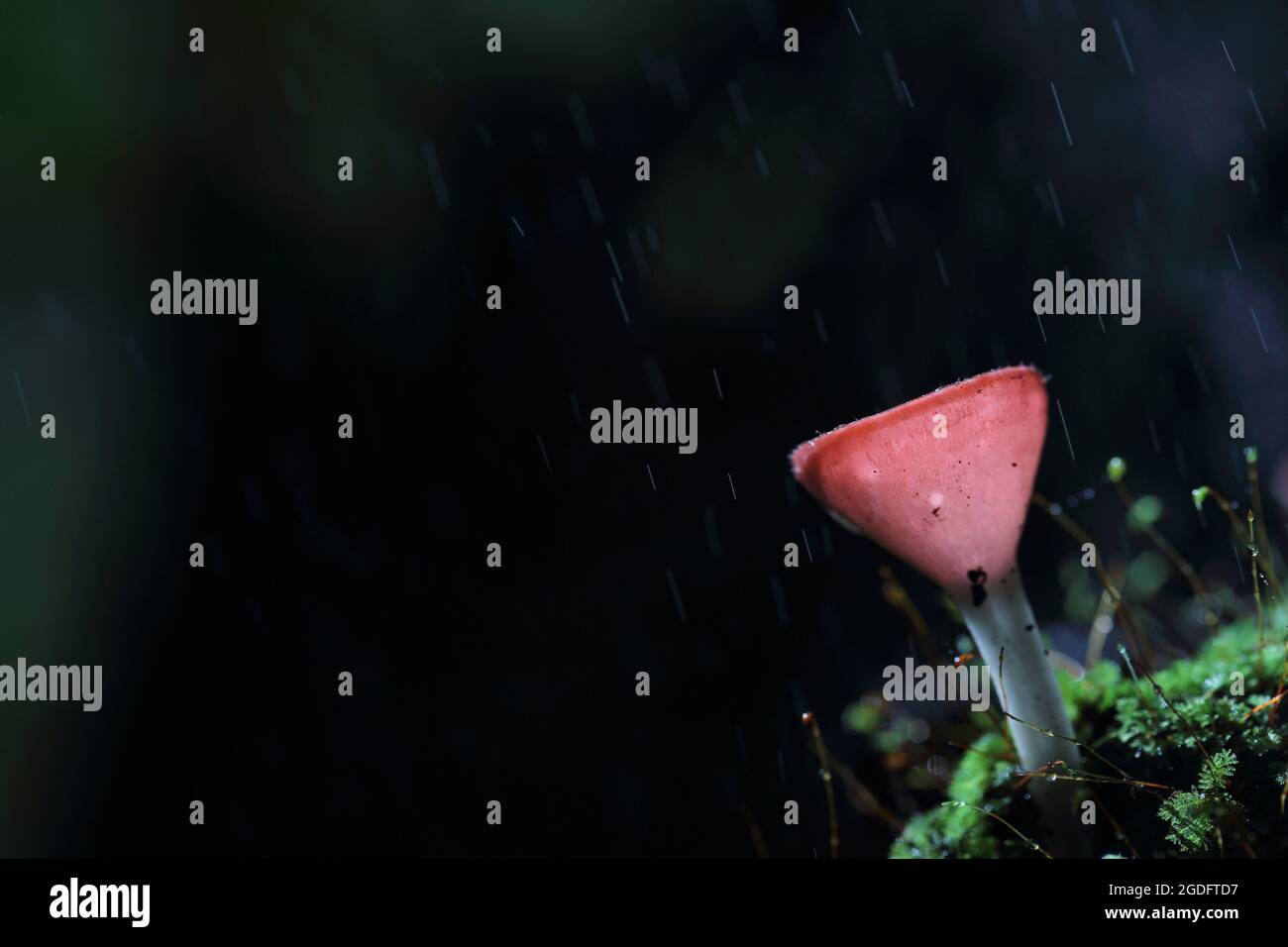 Cookeina sulcipes Fungi cup in close up Stock Photo - Alamy